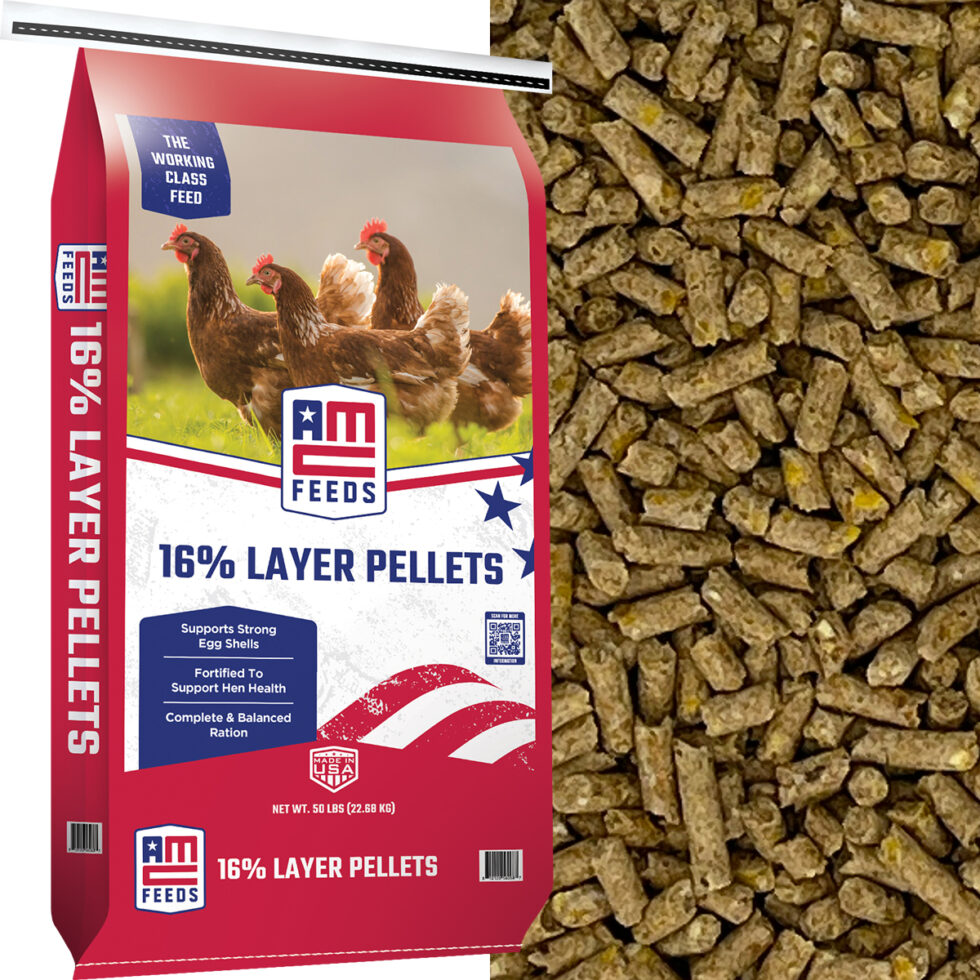 16% Mini Layer Pellets | American Classic Feeds
